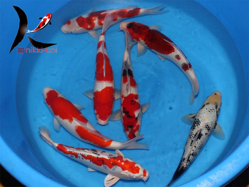 35-40 cm Nisai Japanese Koi Mix From Sakazume Koi Farm - Hydrosphere ...