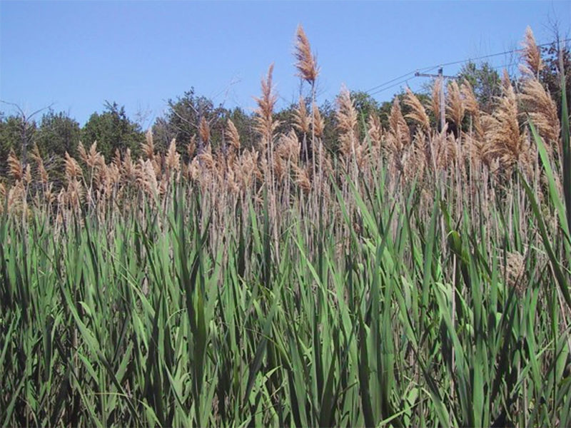 Pond Weed & Plant Identification Guide - Hydrosphere Water Gardens