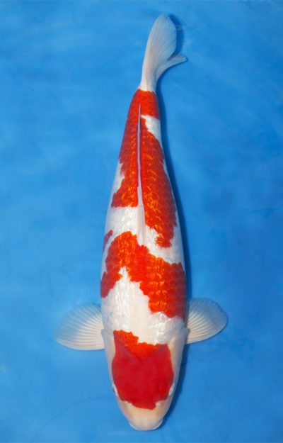 Kohaku Koi - Hydrosphere Water Gardens