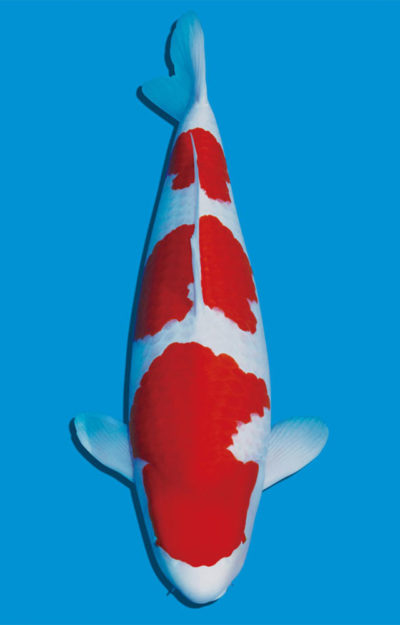 Kohaku Koi - Hydrosphere Water Gardens