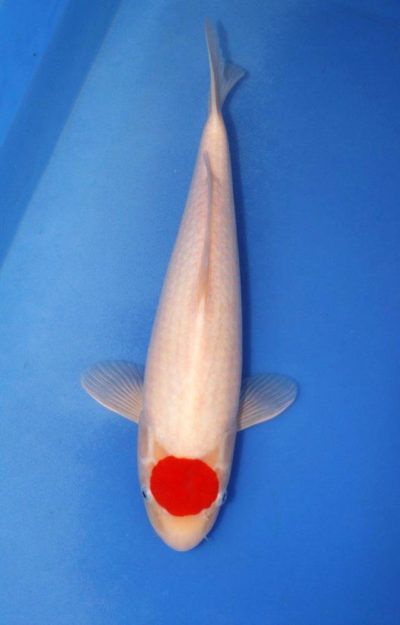 Kohaku Koi - Hydrosphere Water Gardens