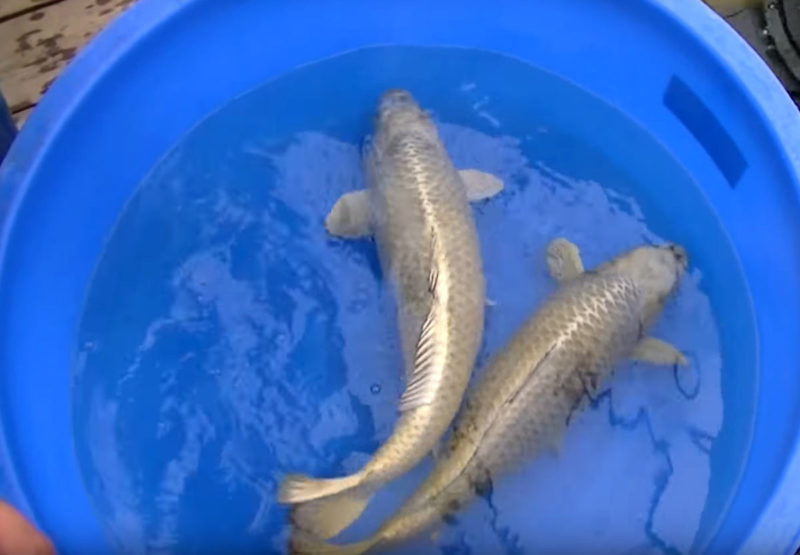 13-15 cm Kin Kabuto & Mukashi Japanese Koi From Marudo Koi Farm ...
