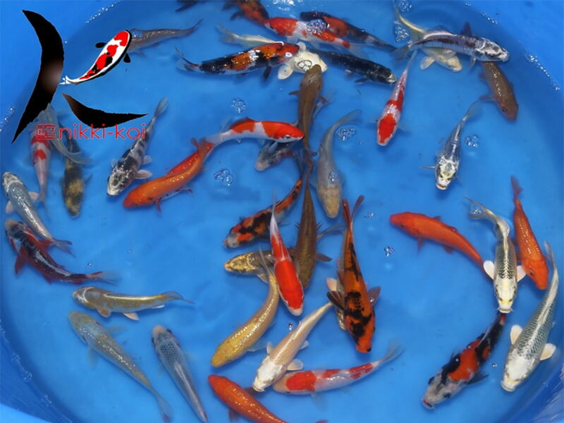 13-15 cm Japanese Koi Mix Maruhiro Koi Farm - Hydrosphere Water Gardens