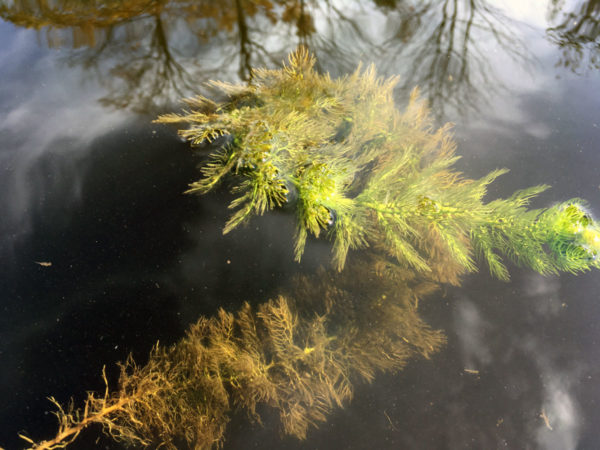 Pond Weed & Plant Identification Guide - Hydrosphere Water Gardens