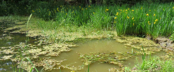 Pond Weed & Plant Identification Guide - Hydrosphere Water Gardens