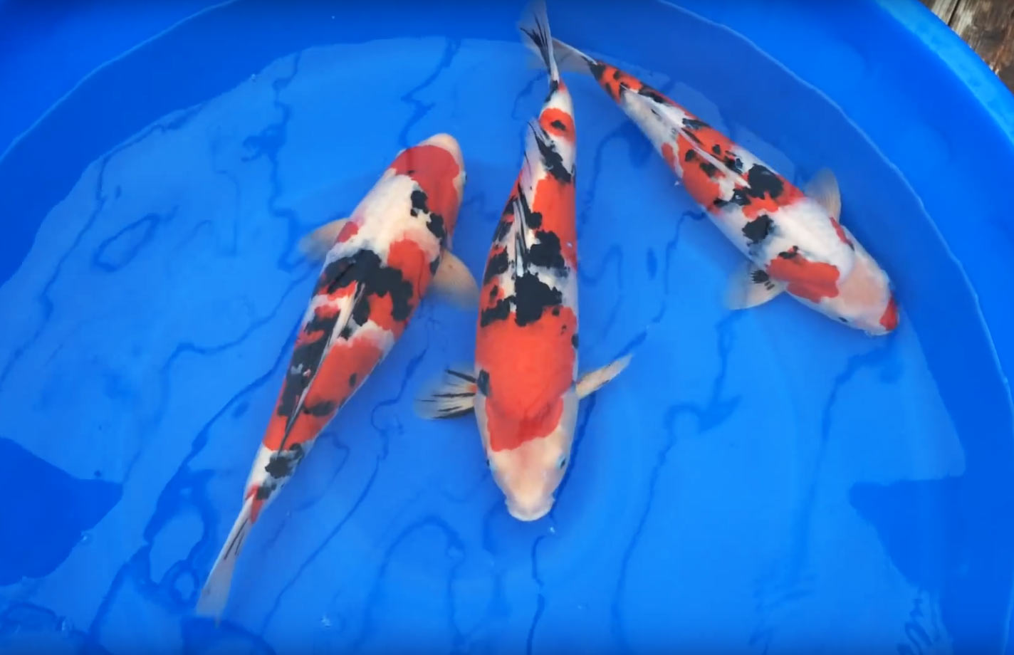 Sanke Koi