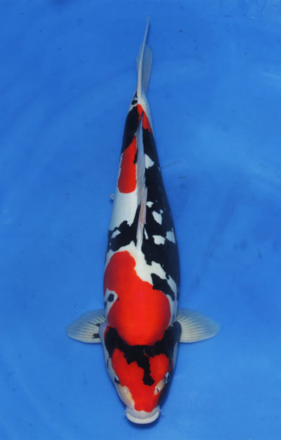 Showa Sanshoku Koi - Hydrosphere Water Gardens