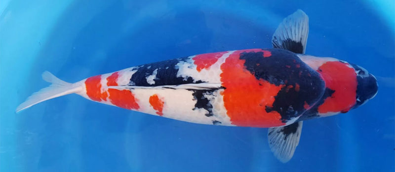 Showa Sanshoku Koi - Hydrosphere Water Gardens