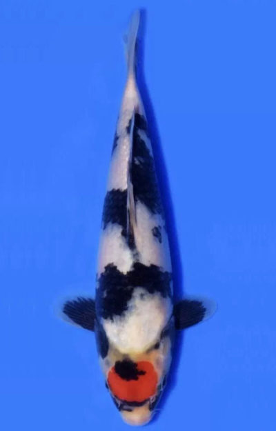 Showa Sanshoku Koi - Hydrosphere Water Gardens