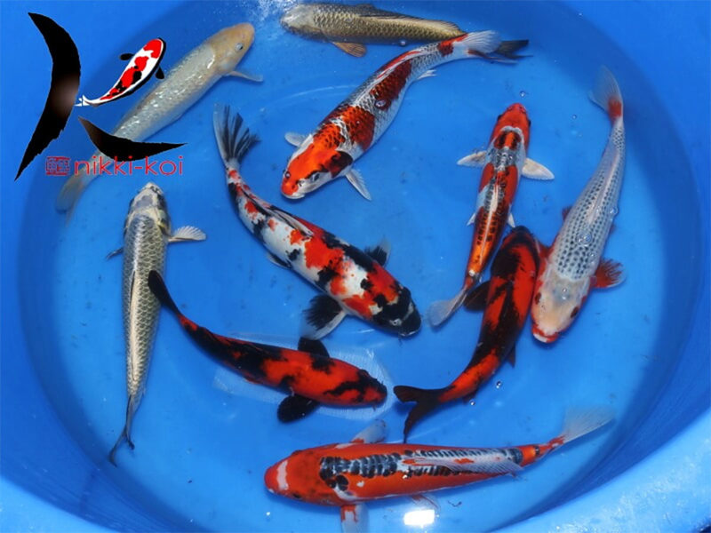 32-40 cm Nisai Japanese Koi Mix From Marusei Koi Farm - Hydrosphere ...