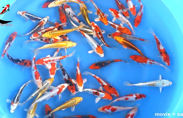 Hydrosphere - Pond Supplies Canada, Koi & Aquatic Plants