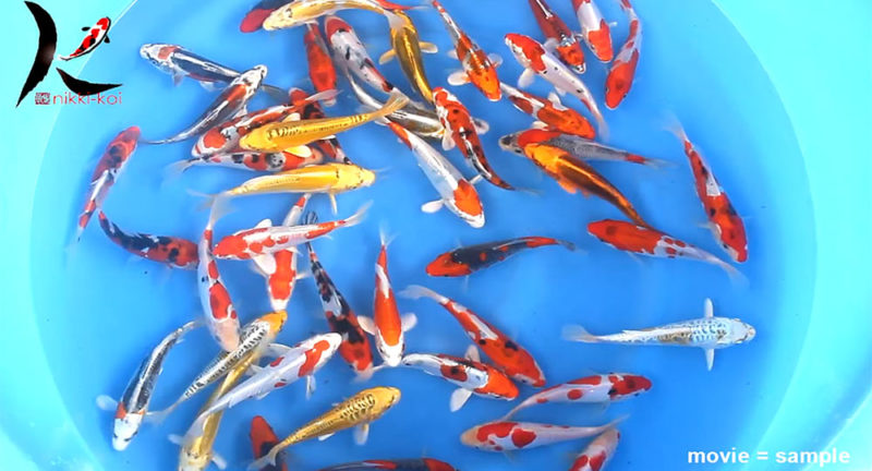 13-15 cm Japanese Koi Mix From Aoki Koi Farm - Hydrosphere Water Gardens