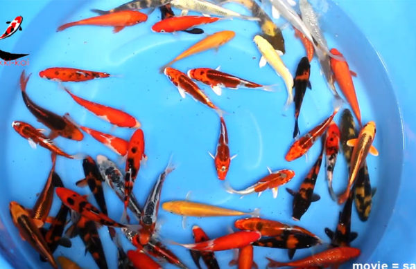 Hydrosphere - Pond Supplies Canada, Koi & Aquatic Plants