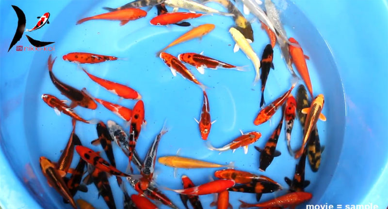 13-15 cm Japanese Koi Mix From Marusei Koi Farm - Hydrosphere Water Gardens