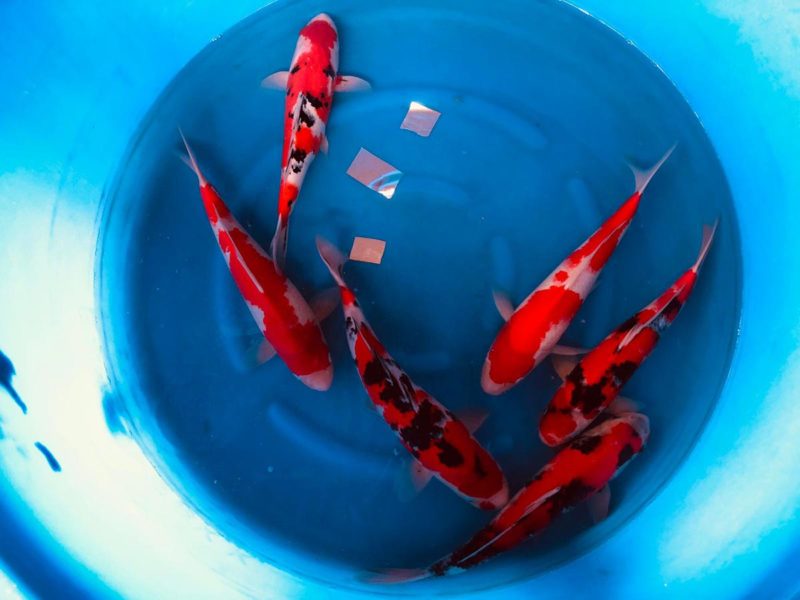 46-50 cm Nisai Japanese Koi From Marusei Koi Farm - Hydrosphere Water ...