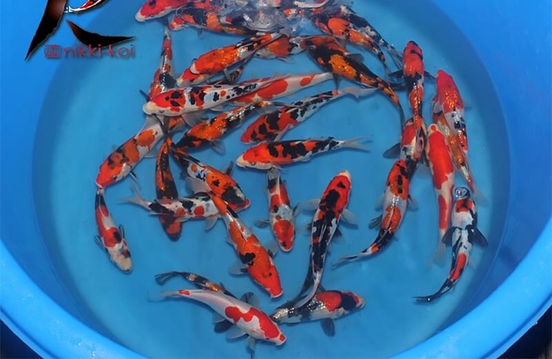 16-20 cm Doitsu and Gin-Rin Gosanke Japanese Koi From Sakazume Koi Farm ...
