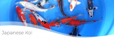 Japanese Koi - Hydrosphere - The Koi Pond Experts