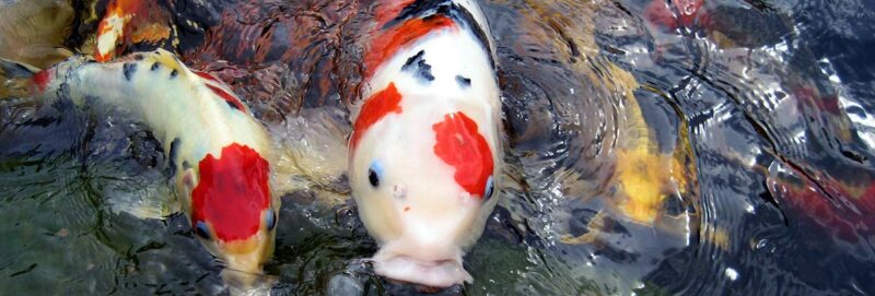 Choosing The Best Koi Food - Hydrosphere Water Gardens