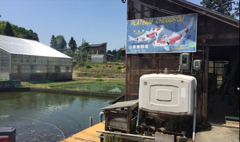 13-15 cm Platinum Ogon Japanese Koi From Chogoro Koi Farm - Hydrosphere ...