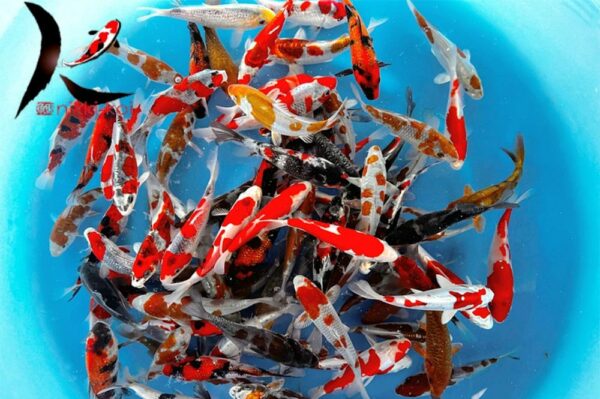 Japanese Koi - Hydrosphere - The Koi Pond Experts