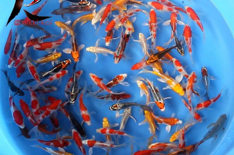 Japanese Koi - Hydrosphere - The Koi Pond Experts