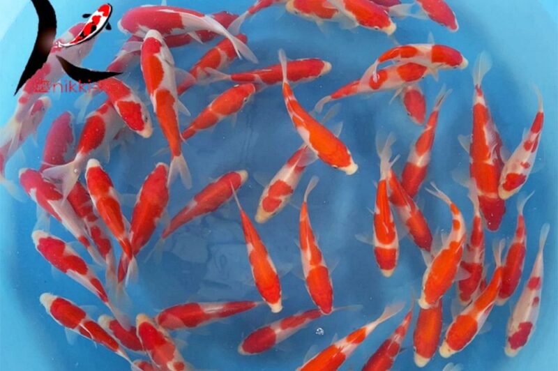 Japanese Koi - Hydrosphere - The Koi Pond Experts