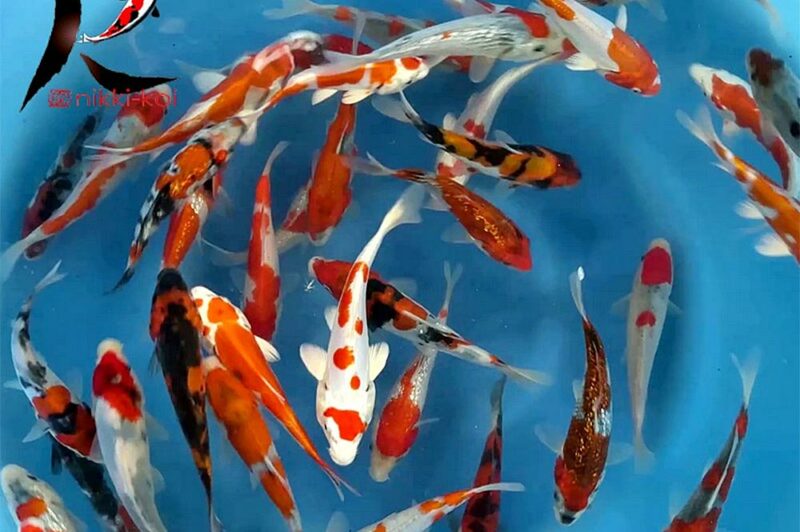 Japanese Koi - Hydrosphere - The Koi Pond Experts