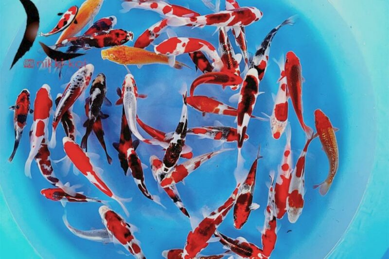 Japanese Koi - Hydrosphere - The Koi Pond Experts