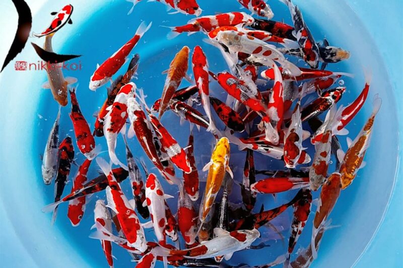 Japanese Koi - Hydrosphere - The Koi Pond Experts