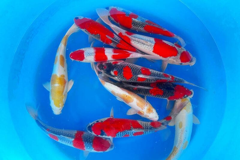 Japanese Koi - Hydrosphere - The Koi Pond Experts