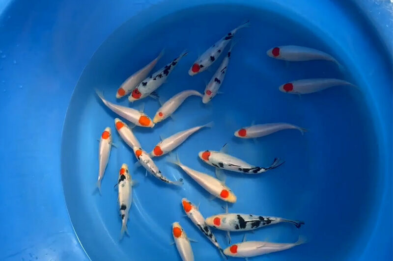 Japanese Koi - Hydrosphere - The Koi Pond Experts