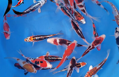 Hydrosphere - Pond Supplies Canada, Koi & Aquatic Plants