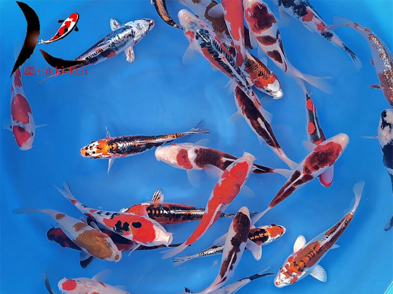Japanese Koi - Hydrosphere - The Koi Pond Experts