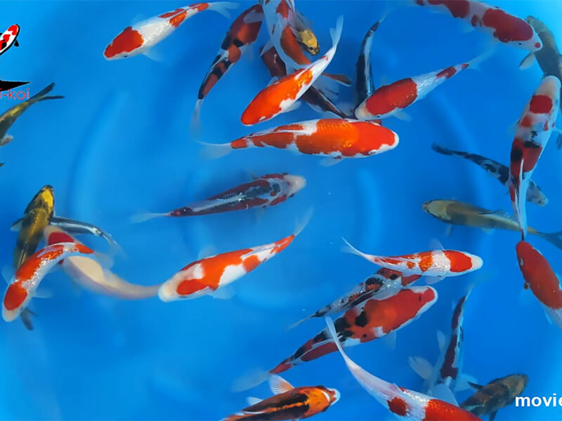 Japanese Koi - Hydrosphere - The Koi Pond Experts