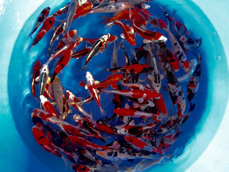Japanese Koi - Hydrosphere - The Koi Pond Experts