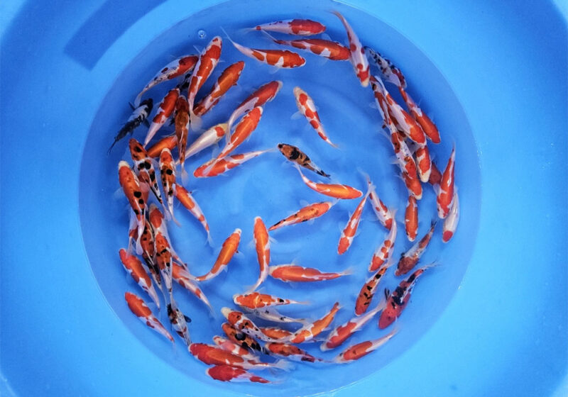 How To Treat Ulcers In Koi & Goldfish - The Koi Pond Experts