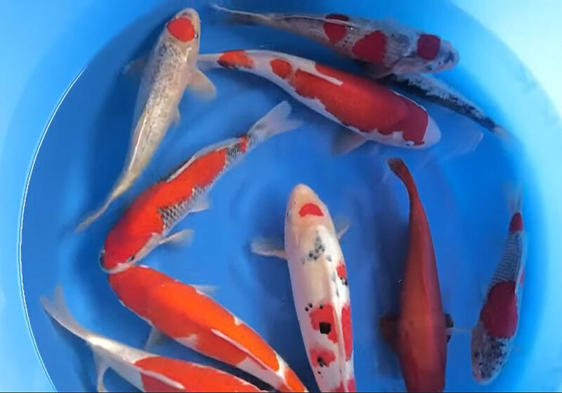 Japanese Koi - Hydrosphere - The Koi Pond Experts