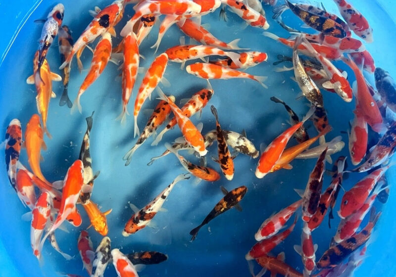 Hydrosphere - Pond Supplies Canada, Koi & Aquatic Plants