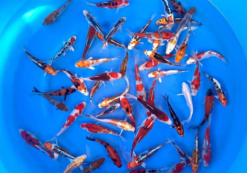 Koi Spawning Behaviour & Development - Hydrosphere Water Gardens