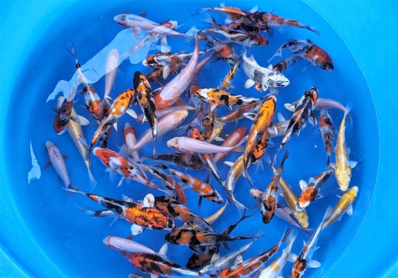 How to Choose the Correct Size Pond Tubing - Hydrosphere Water Gardens