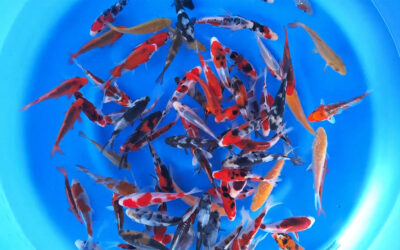 Japanese Koi - Hydrosphere - The Koi Pond Experts