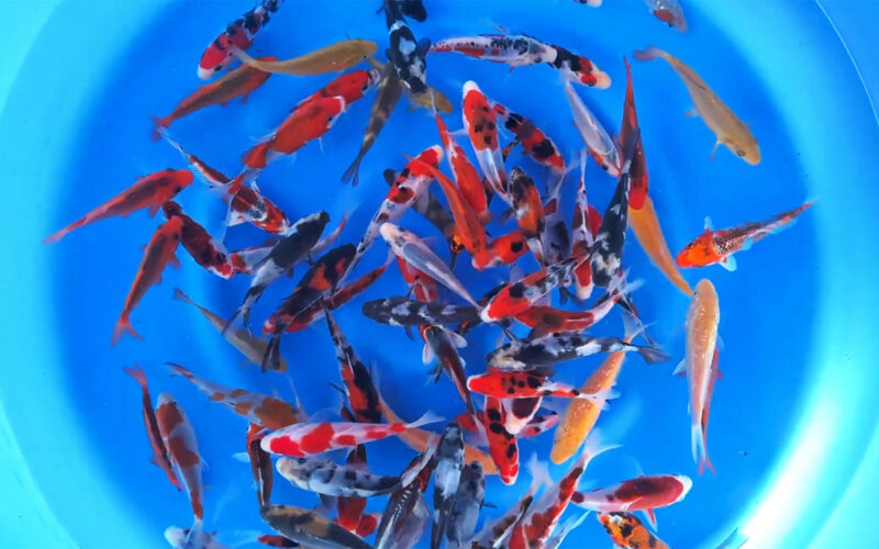 Japanese Koi - Hydrosphere - The Koi Pond Experts