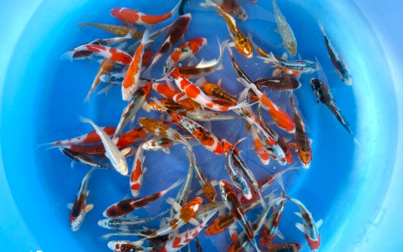 Japanese Koi - Hydrosphere - The Koi Pond Experts